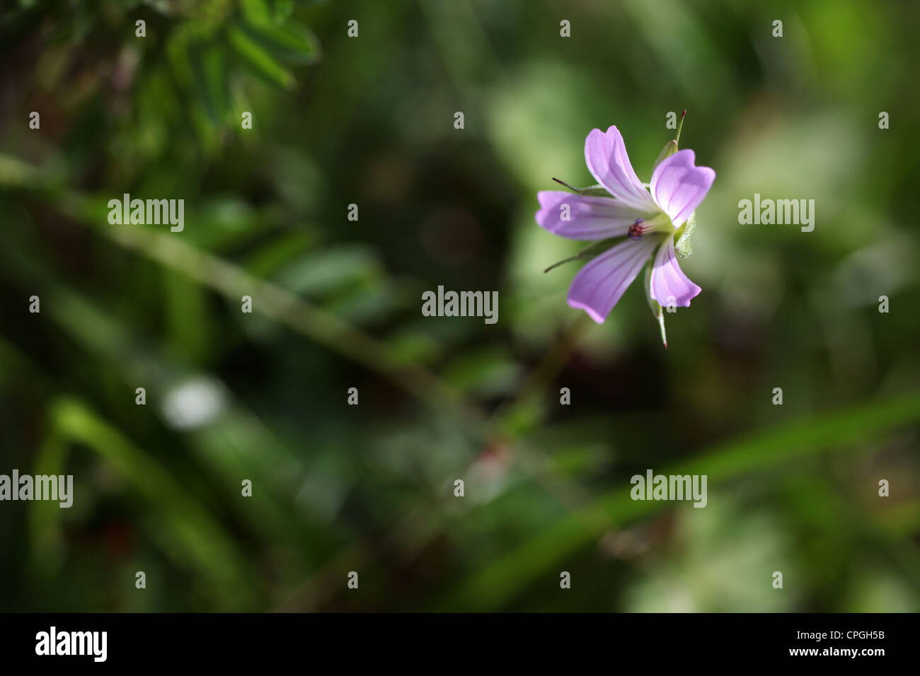 The Dovesfoot Cranesbill Or Dovesfoot Geranium High Resolution Stock ...
