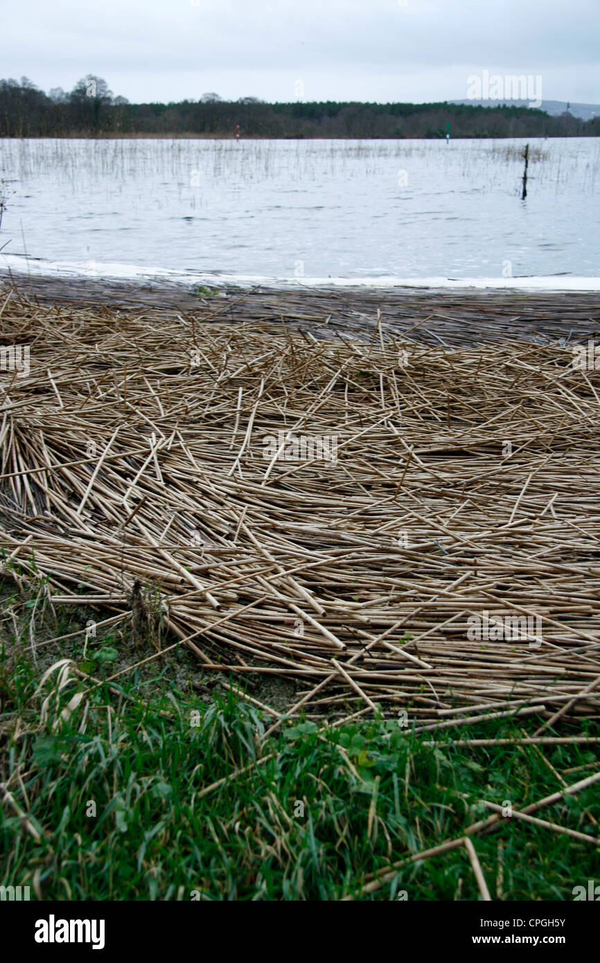 Reeds growing edge water hi-res stock photography and images - Alamy