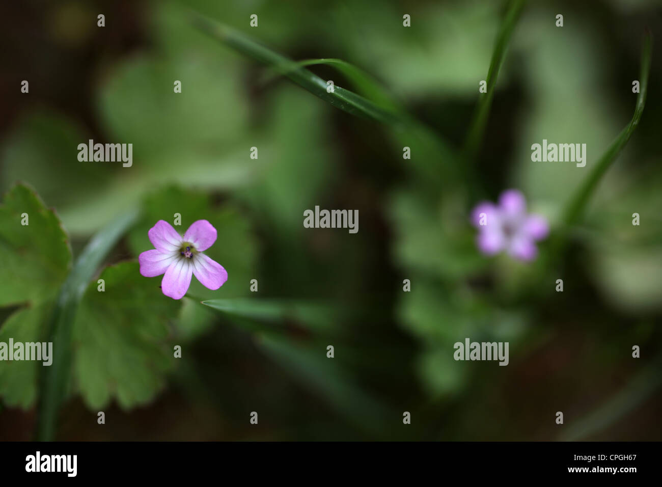 Geranium molle - Dovesfoot Cranesbill - Dovesfoot Geranium Stock Photo ...
