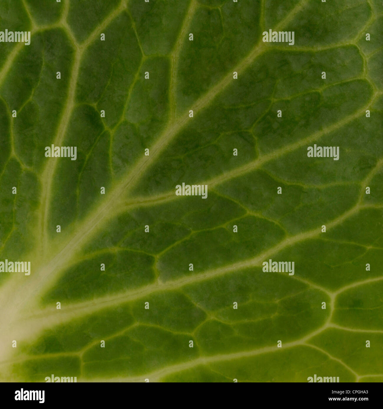 Macro view of Leaf Stock Photo - Alamy