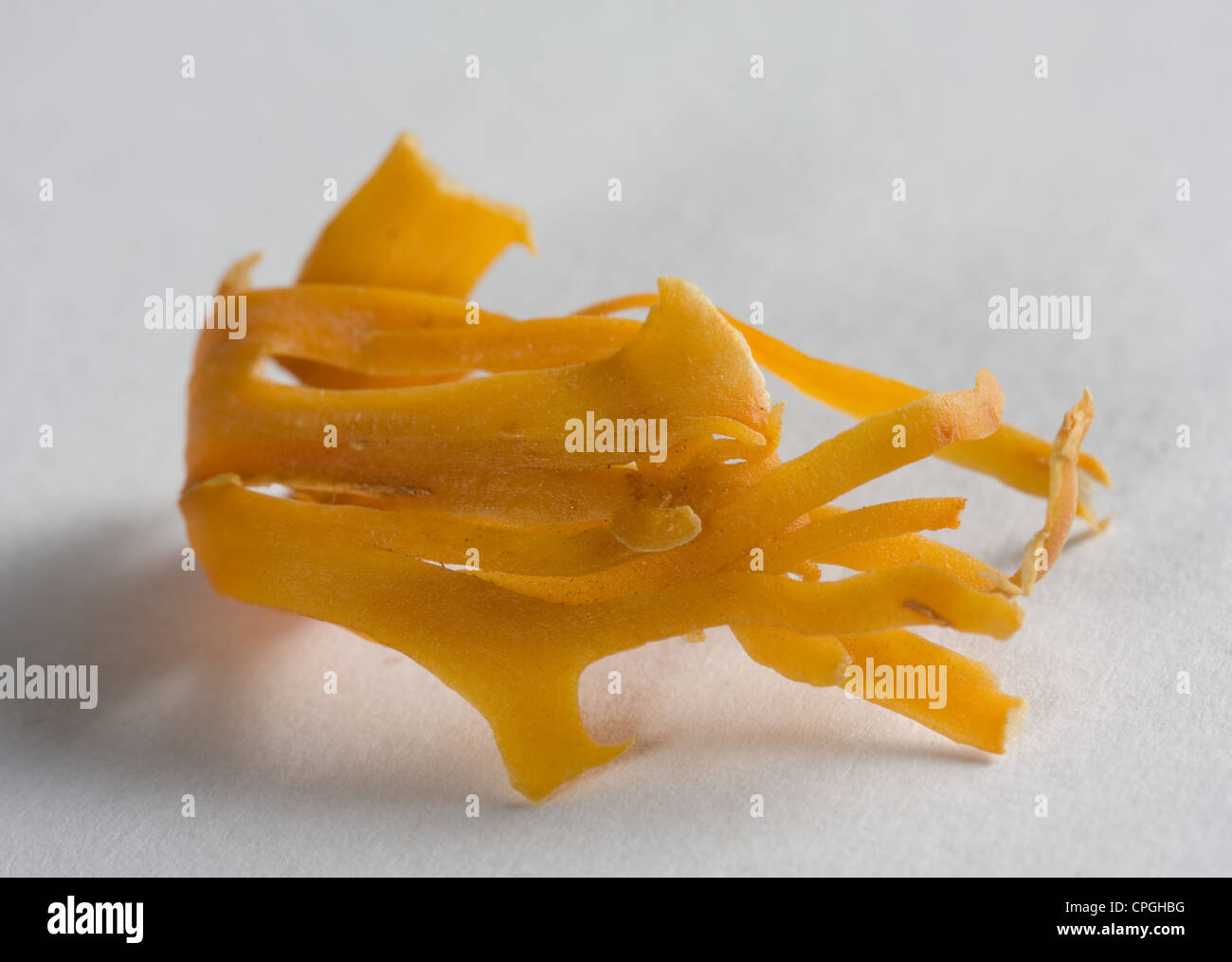 Mace flower hi-res stock photography and images - Alamy