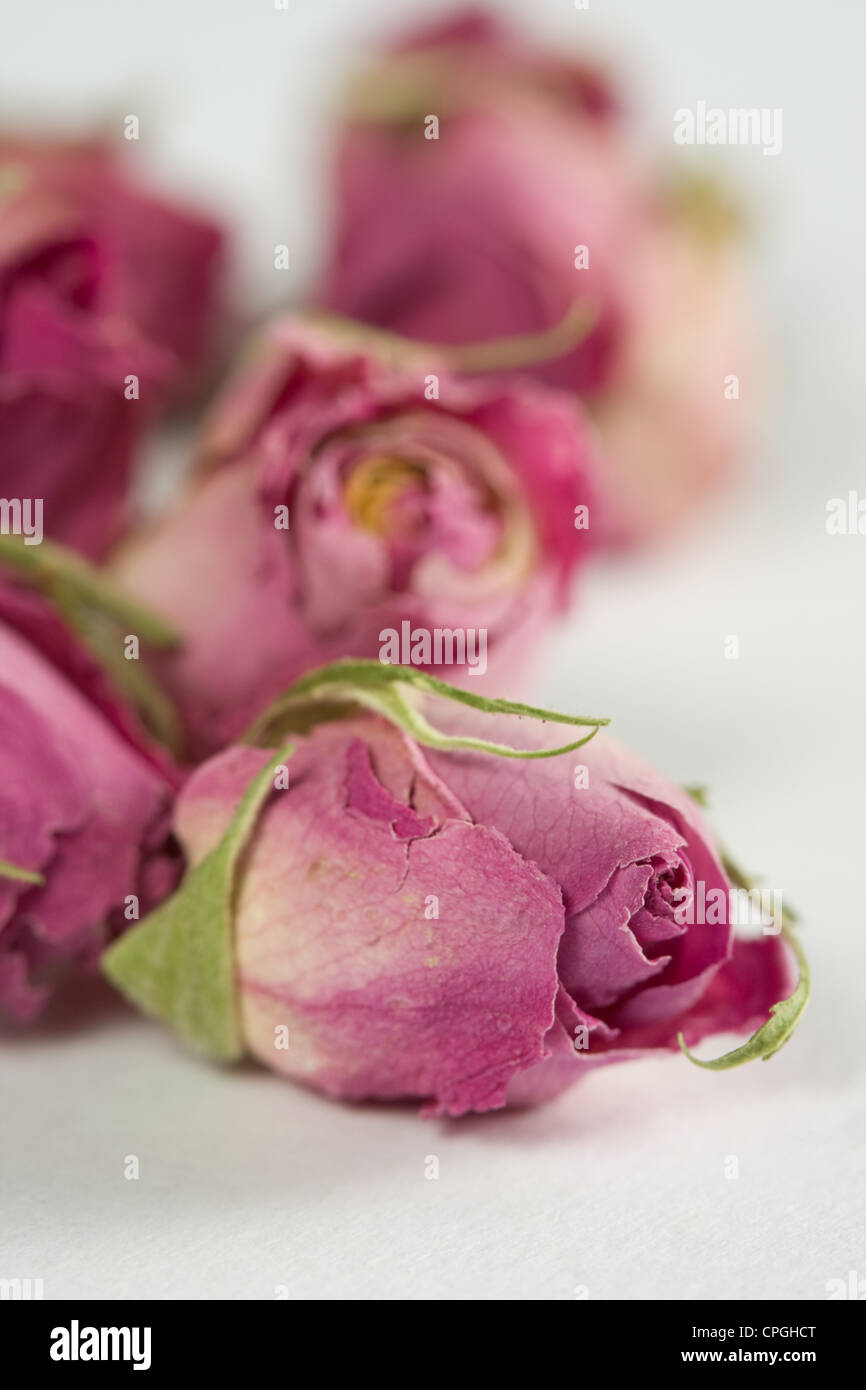 Dried Rose Buds Stock Photo - Alamy