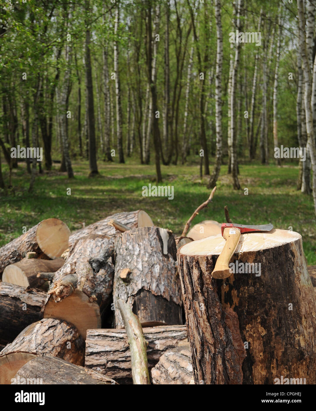 Axe tree hi-res stock photography and images - Alamy