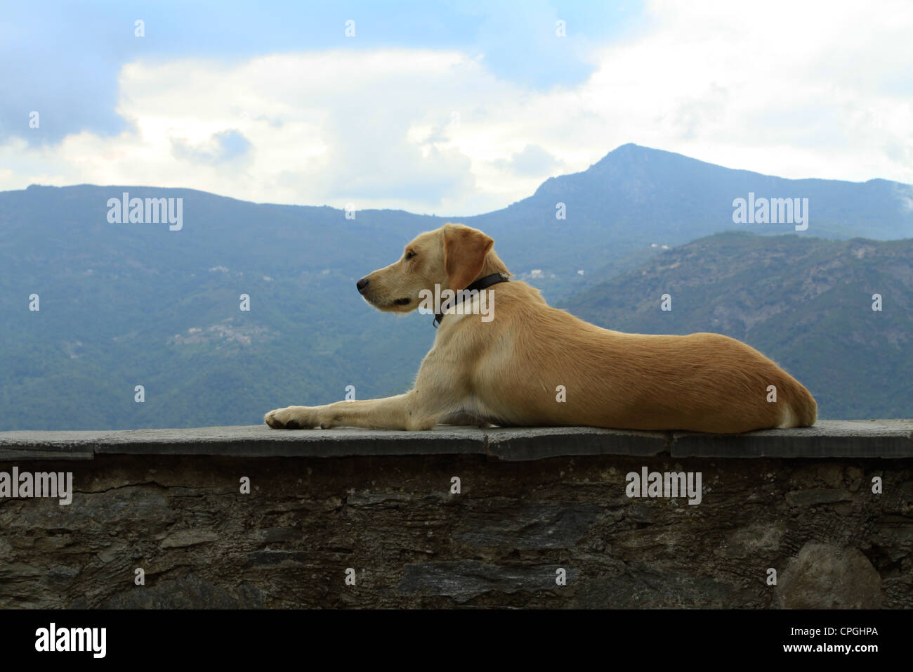 Dog on a wall Stock Photo - Alamy