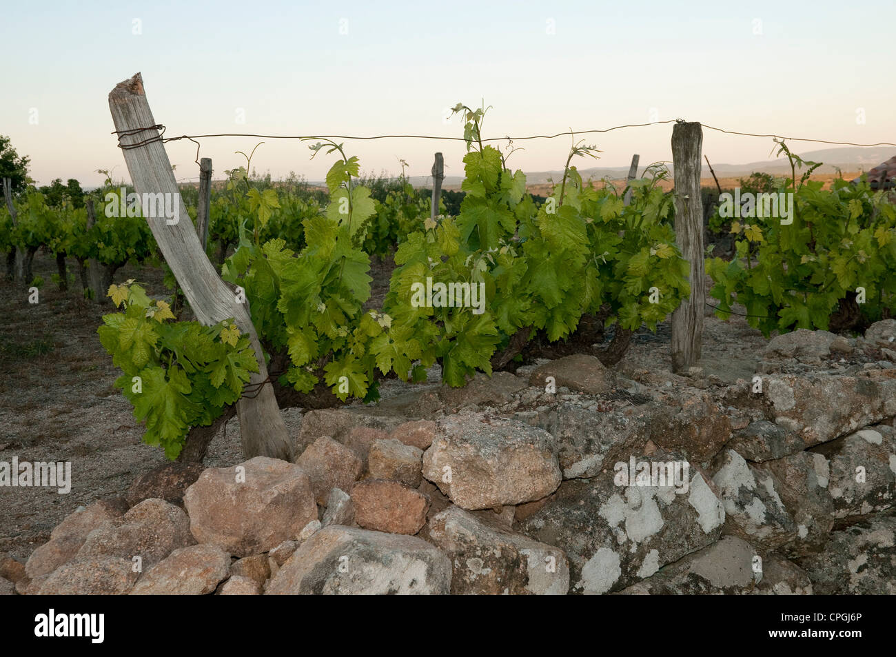 Dry grapevine growing soil sunset hi-res stock photography and images ...