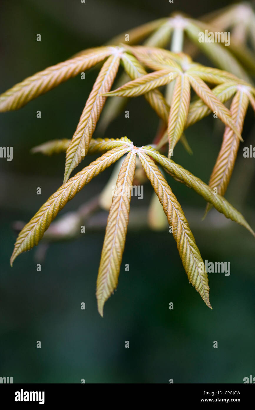 Shrub chestnut hi-res stock photography and images - Alamy