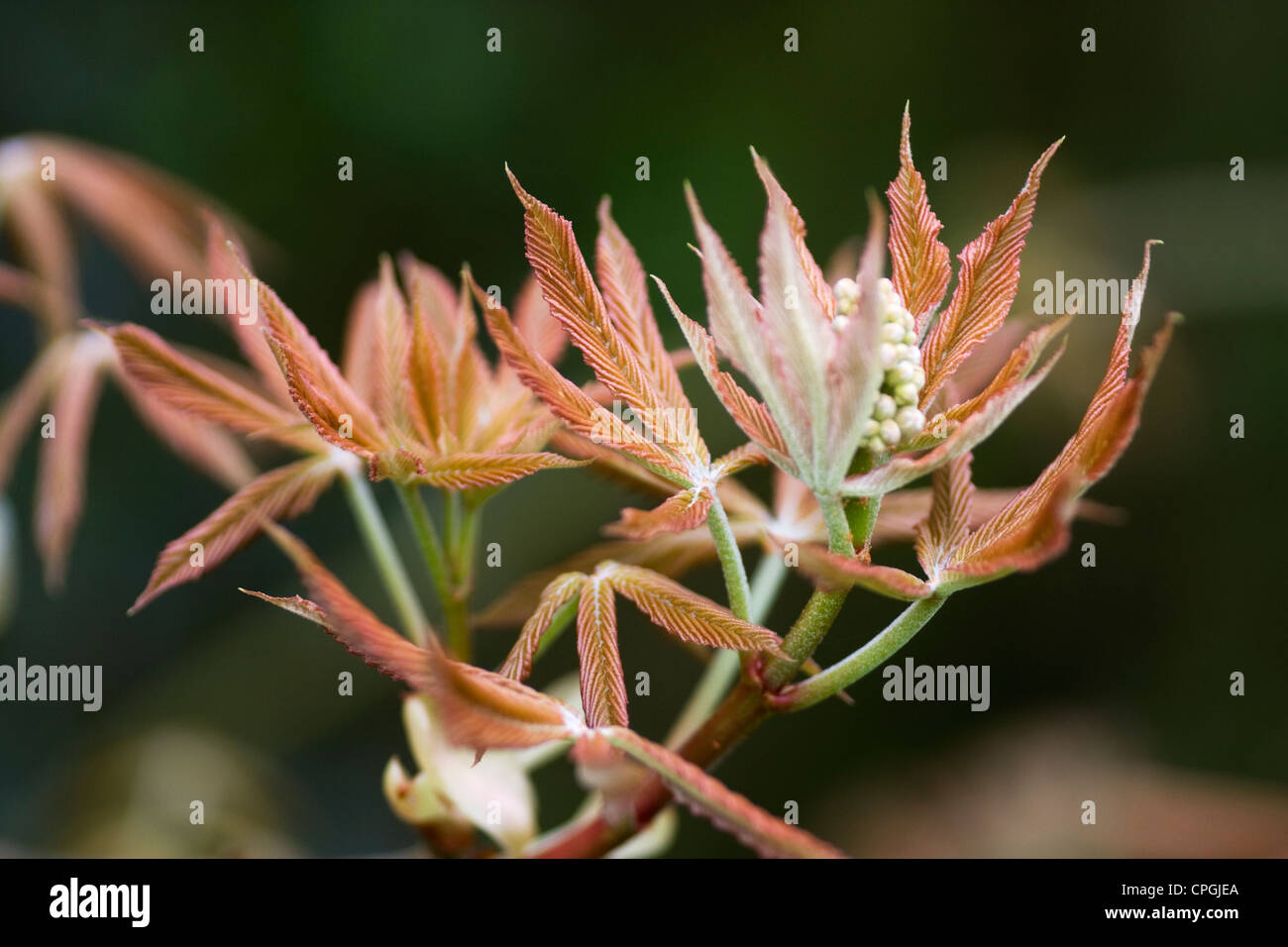 Emerging leaves and buds of a shrub chestnut (Castanea Stock Photo - Alamy