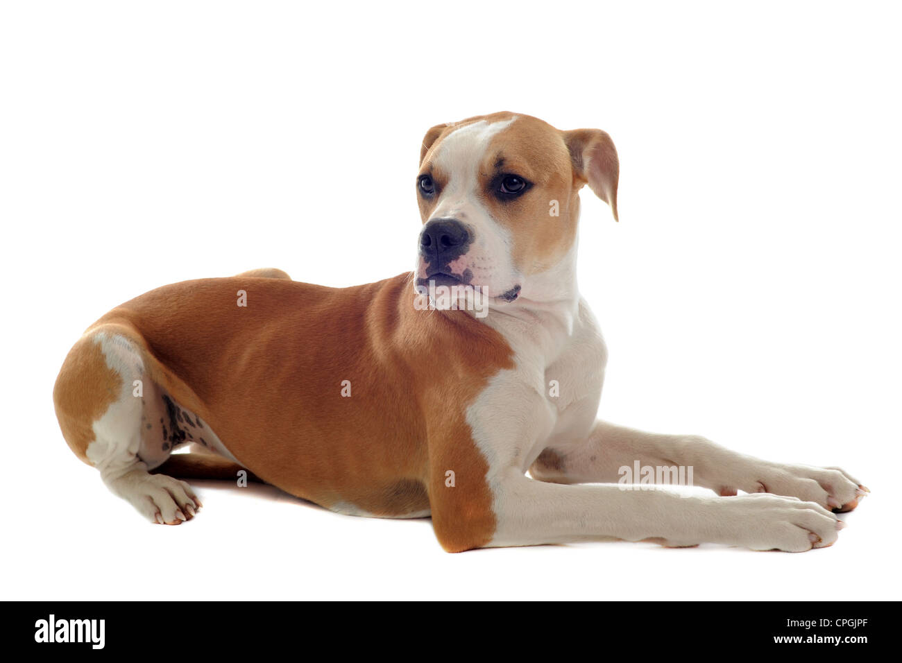 portrait of a purebred american bulldog on a white background Stock ...