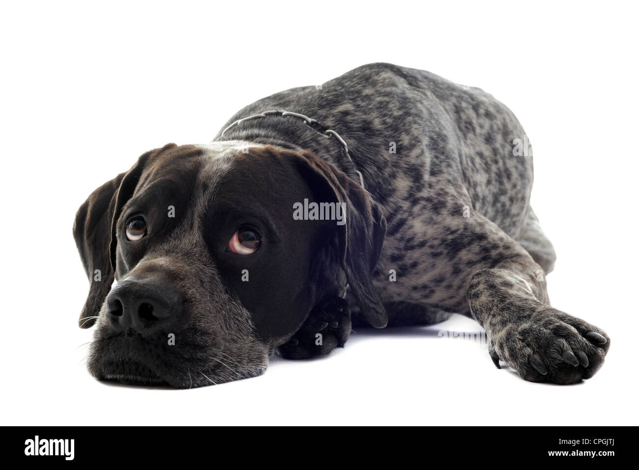 tired shorthaired pointer in front of white background Stock Photo - Alamy