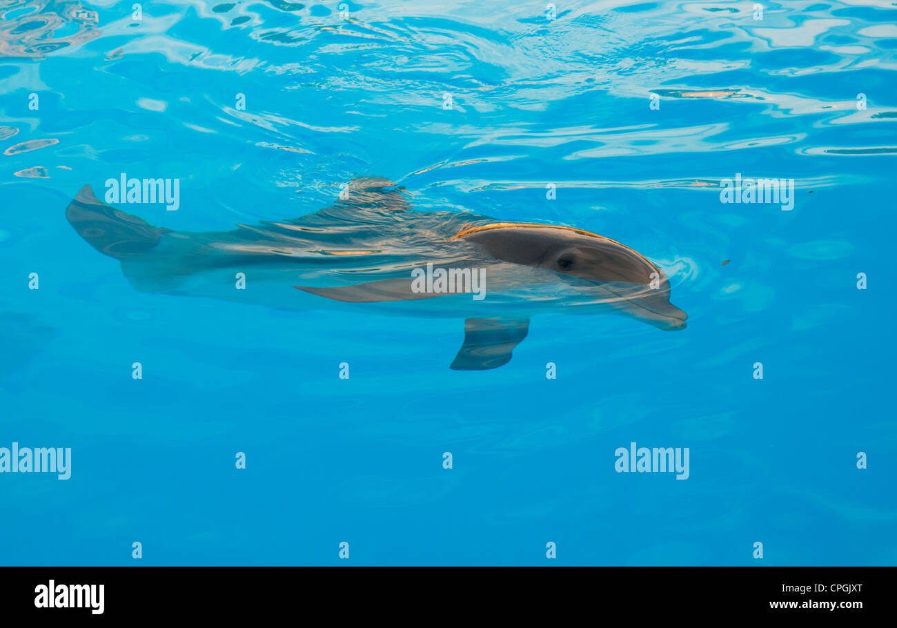dolphin swimming in sea Stock Photo - Alamy