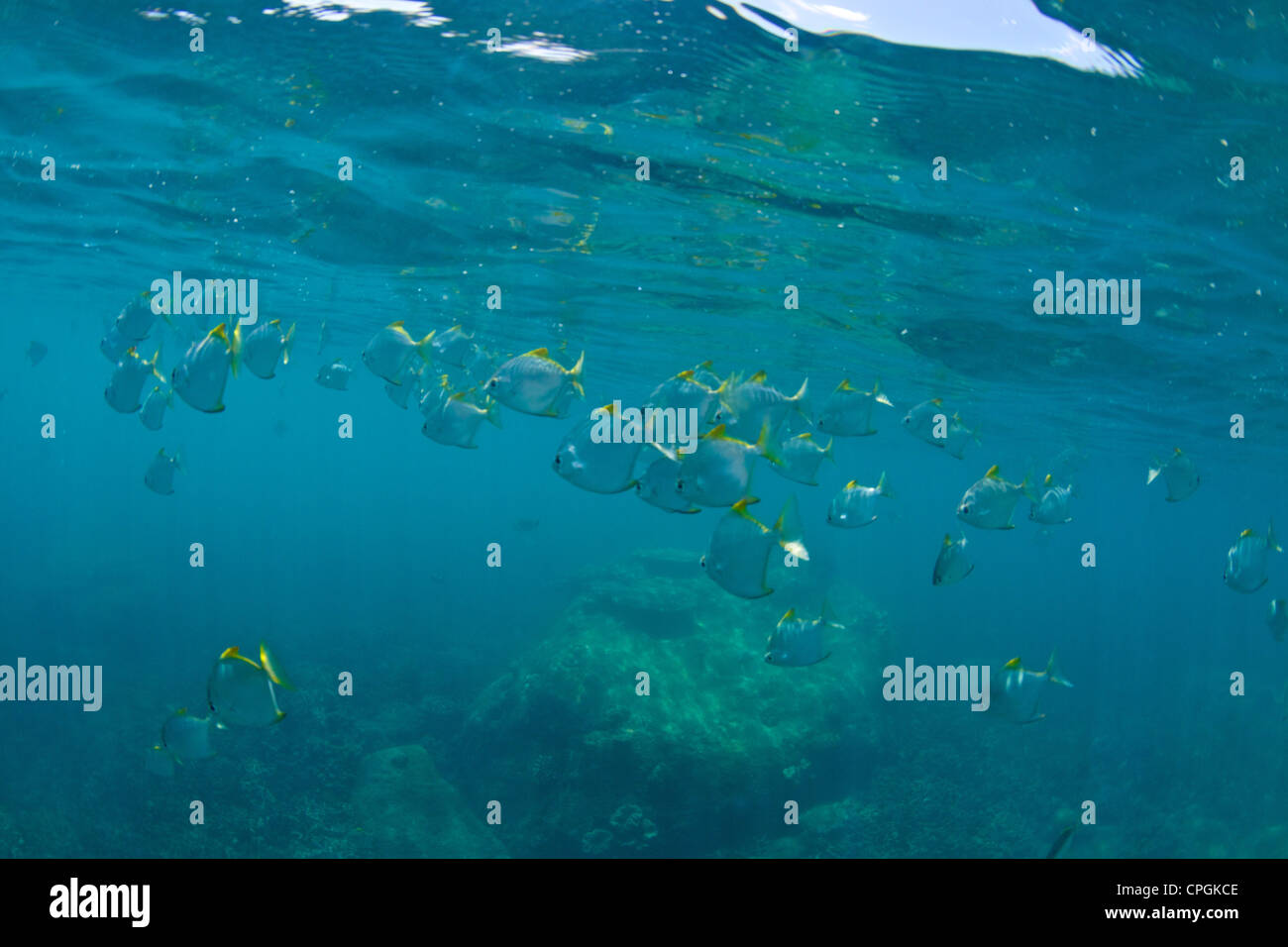 Underwater view of coral reef, Pigeon Island National Park, Trincomalee ...