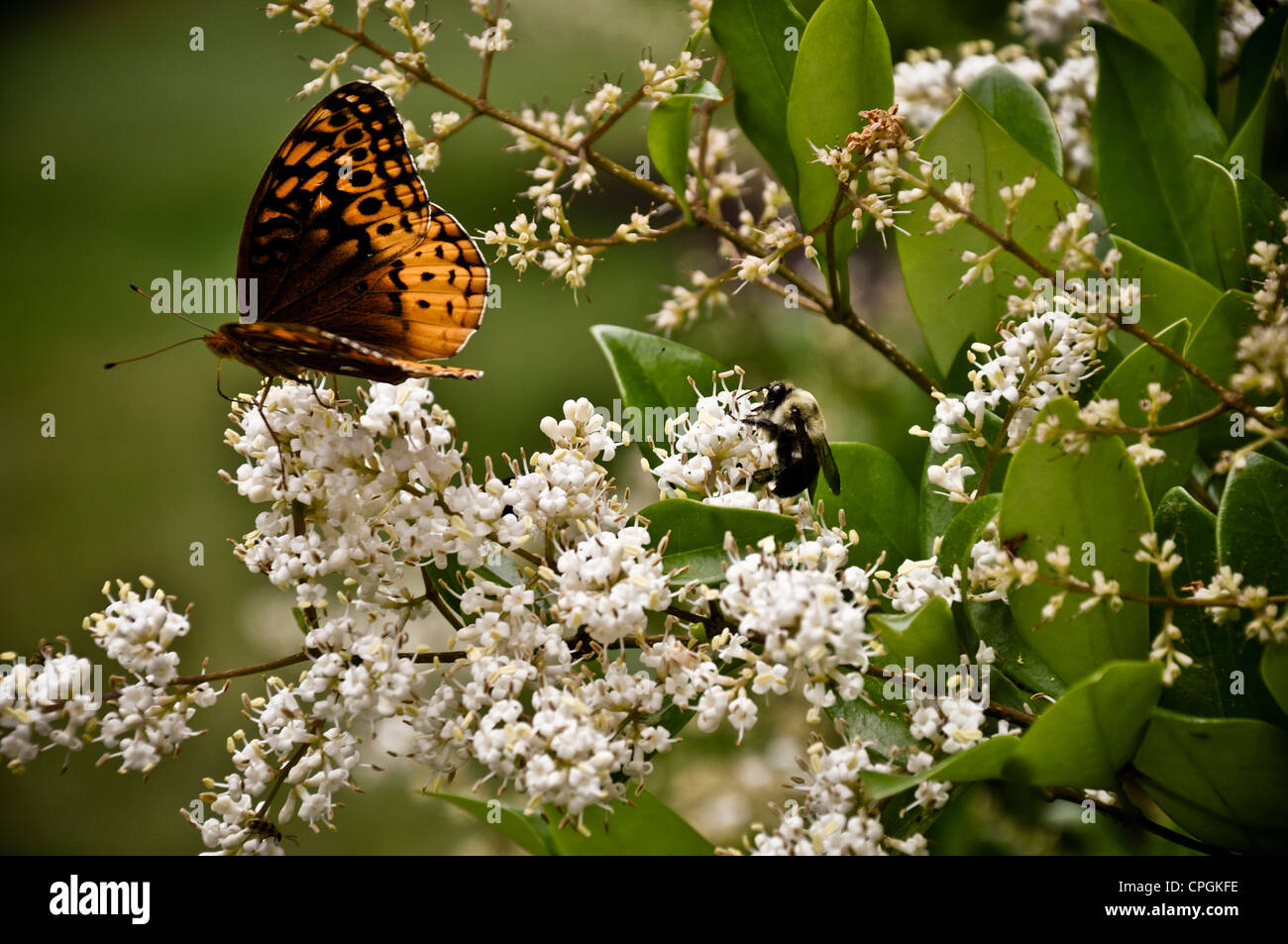 Early spring butterfly on flowers Stock Photo - Alamy