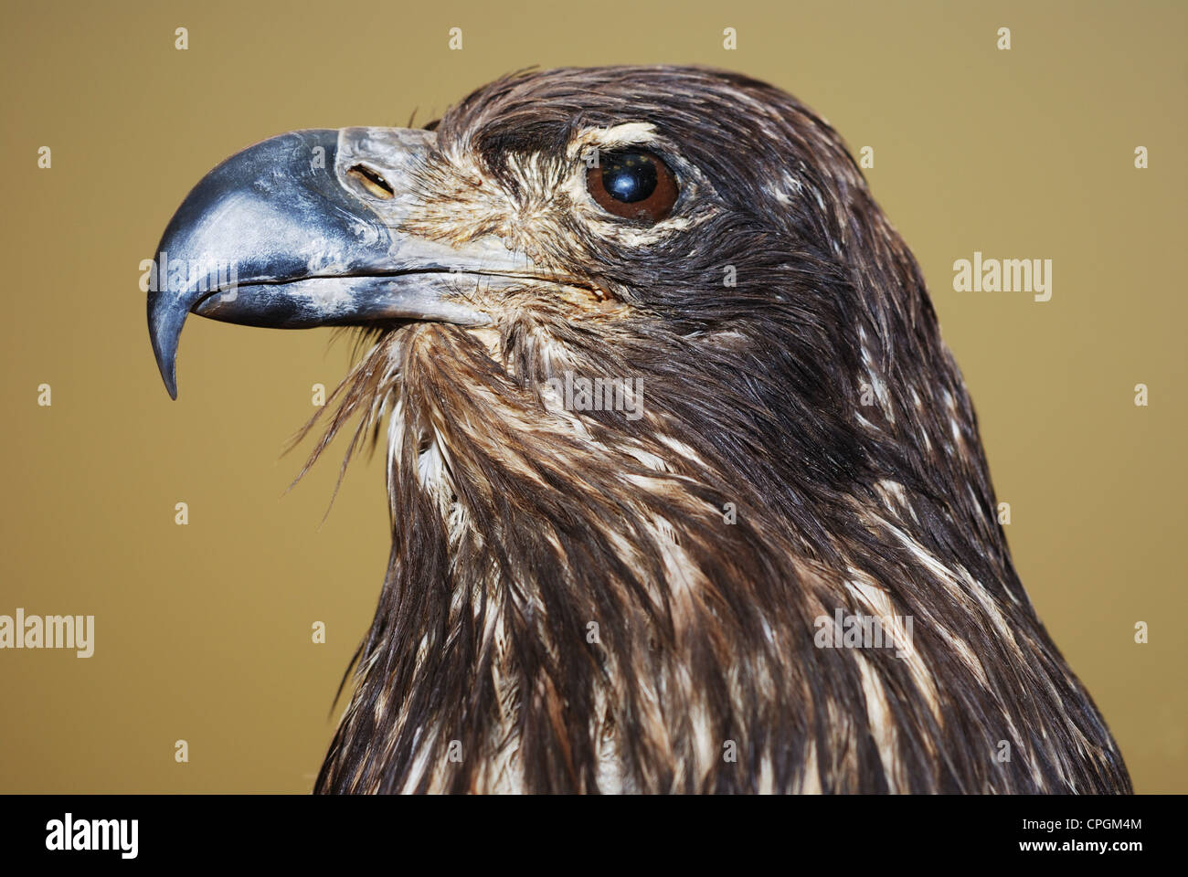 Eagles head hi-res stock photography and images - Alamy