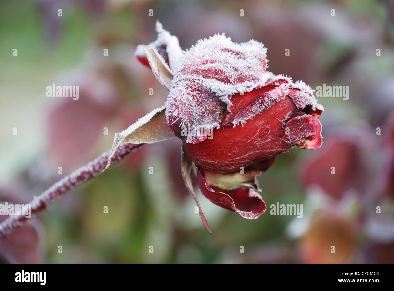 frosted red beautiful rose in the garden Stock Photo - Alamy