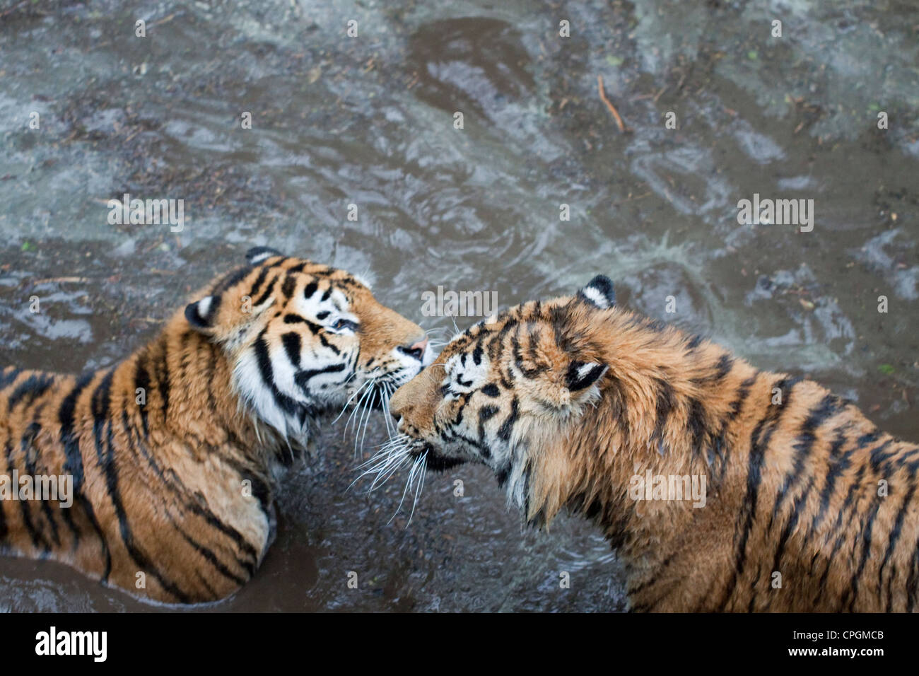 Two Siberian tigers in shallow water Stock Photo - Alamy