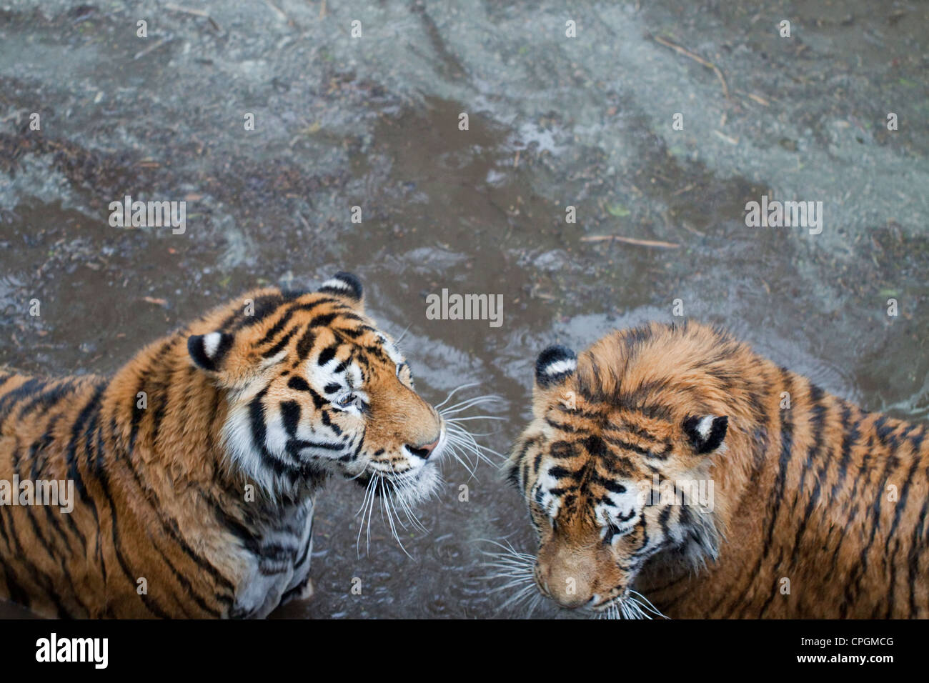 Two Siberian tigers in shallow water Stock Photo - Alamy