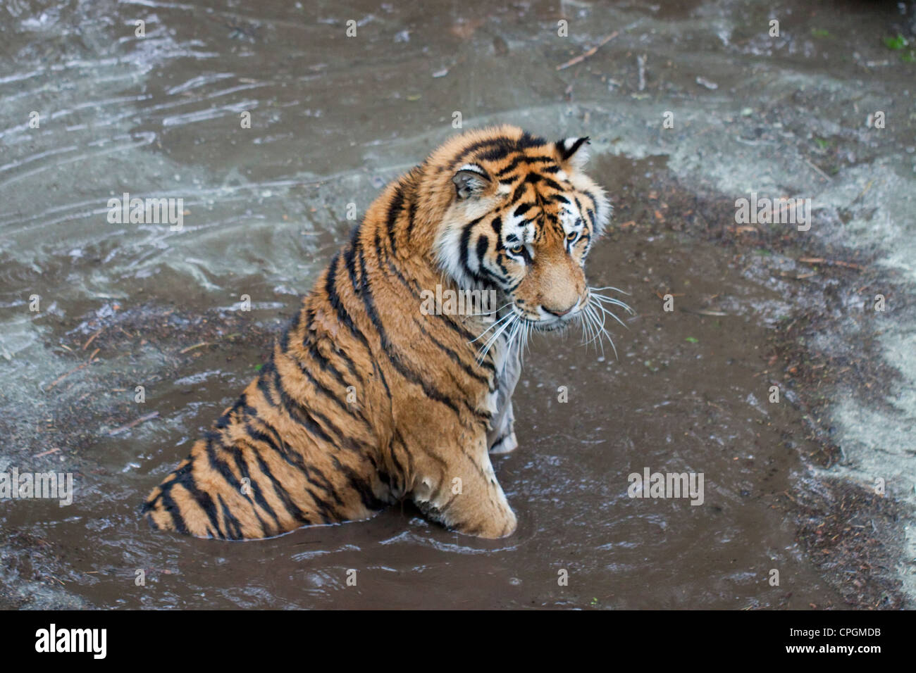Animals sitting in shallow water hi-res stock photography and images ...