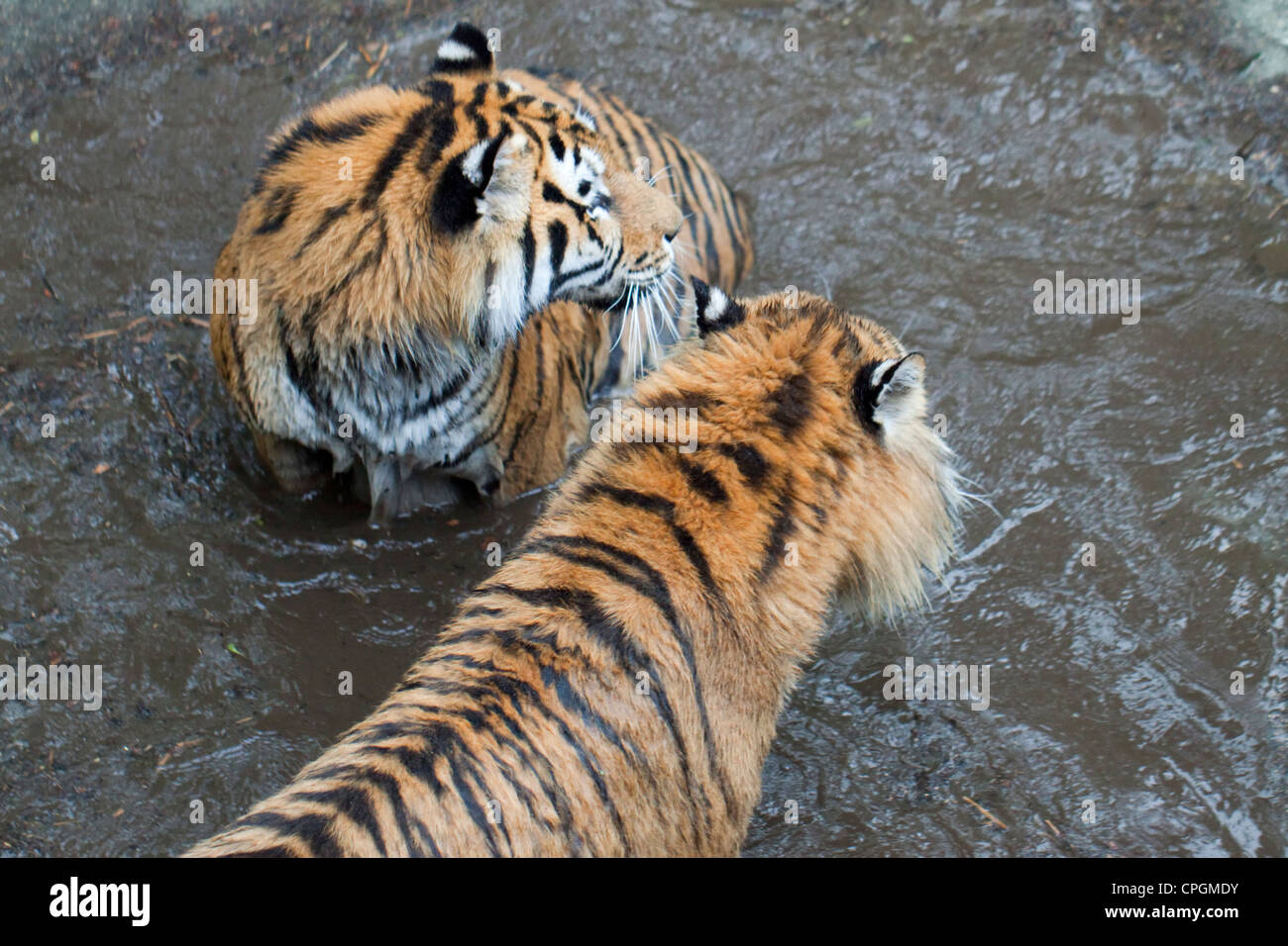 Two Siberian tigers in shallow water Stock Photo - Alamy