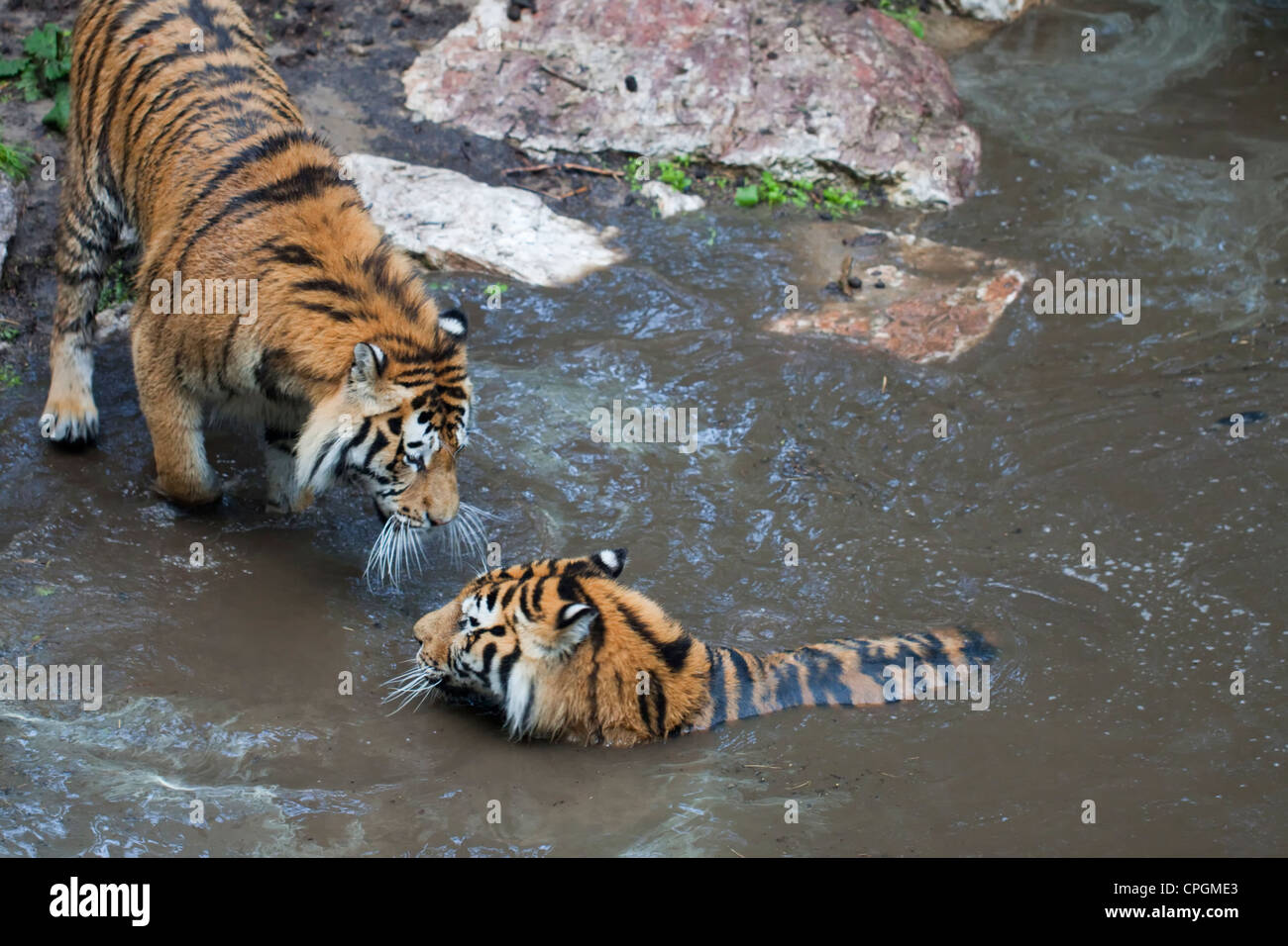 Two Siberian tigers in shallow water Stock Photo - Alamy