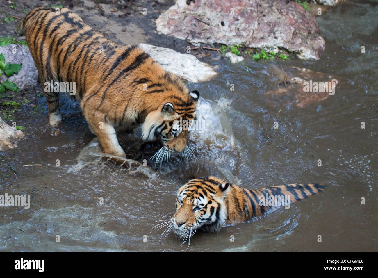 Two Siberian tigers in shallow water Stock Photo - Alamy