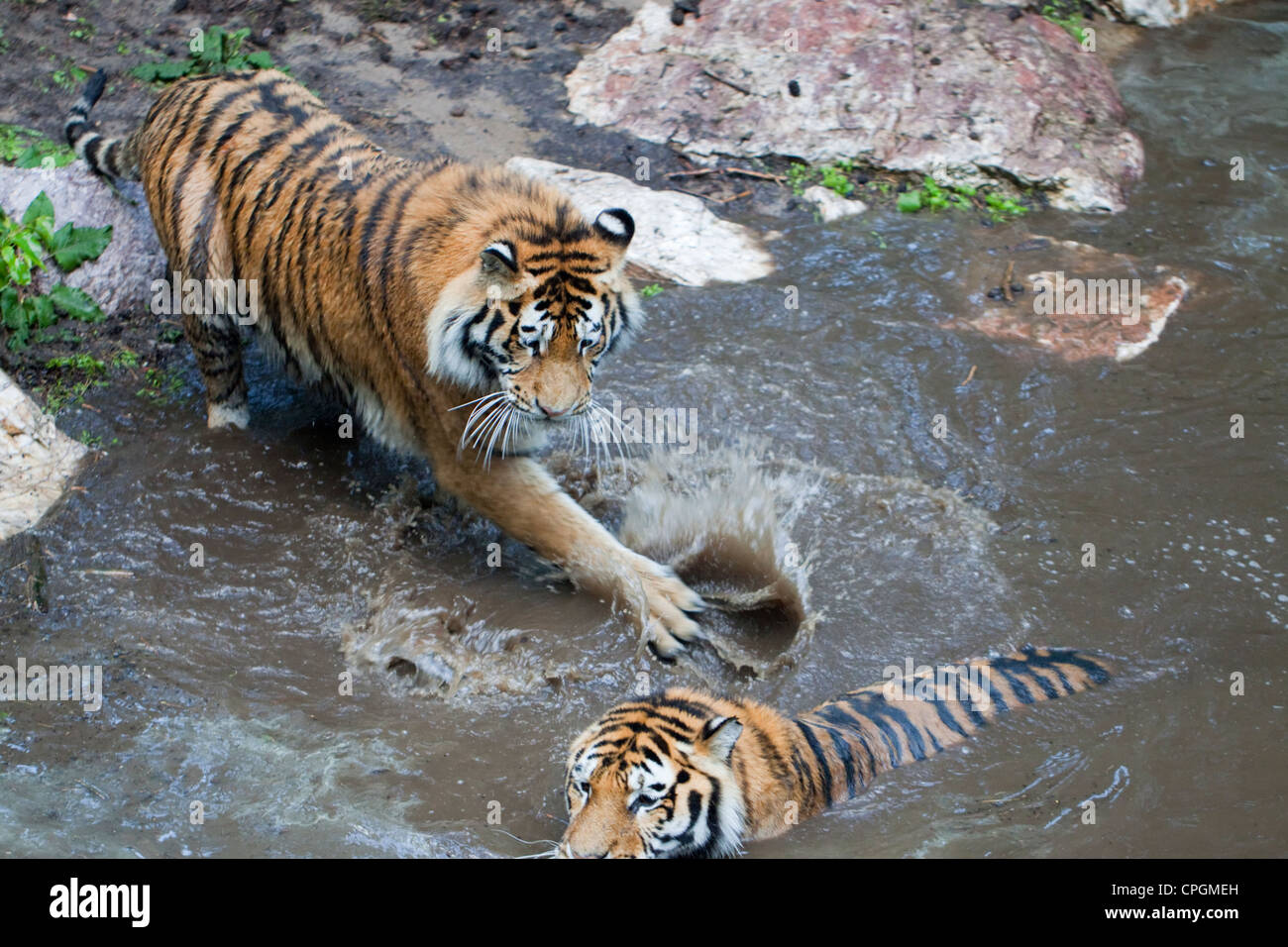 Two Siberian tigers in shallow water Stock Photo - Alamy