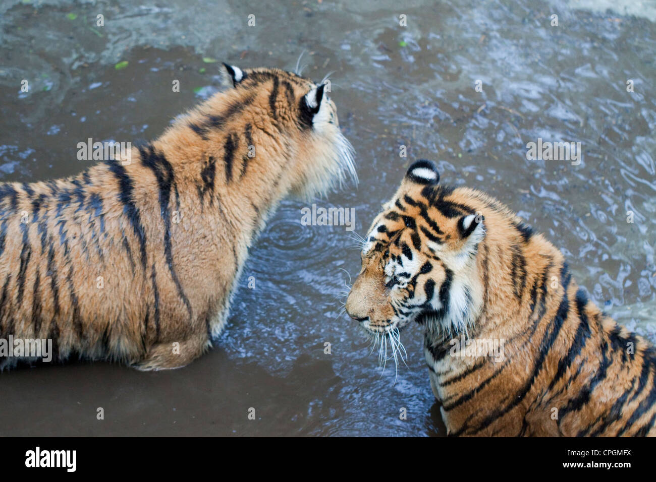 Two Siberian tigers in shallow water Stock Photo - Alamy