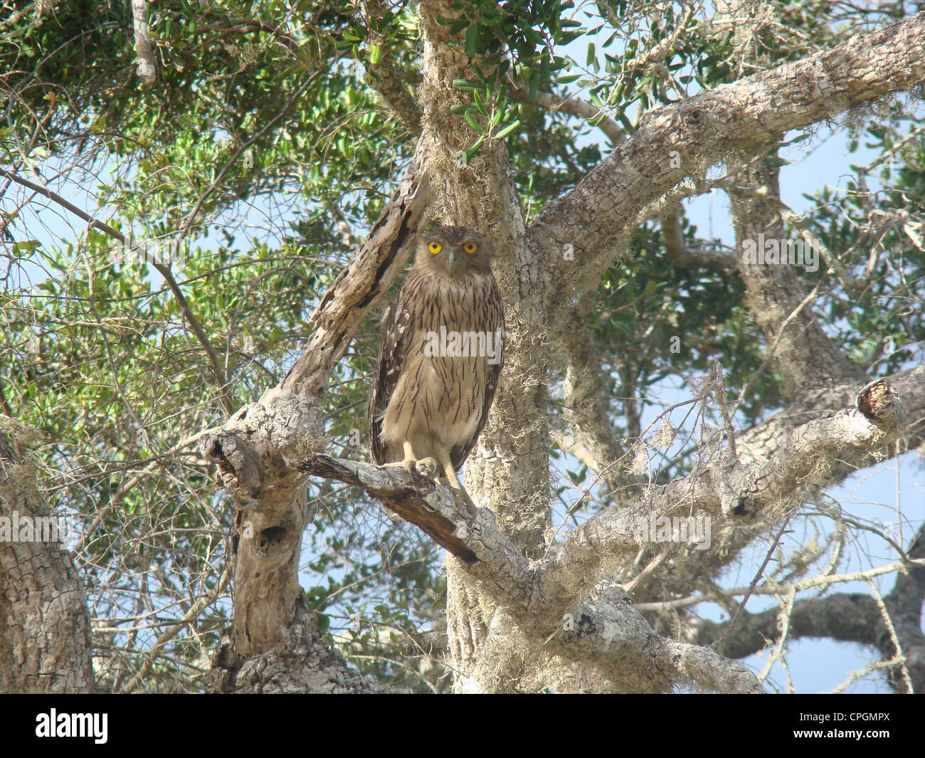 Bubo zeylonensis hi-res stock photography and images - Alamy