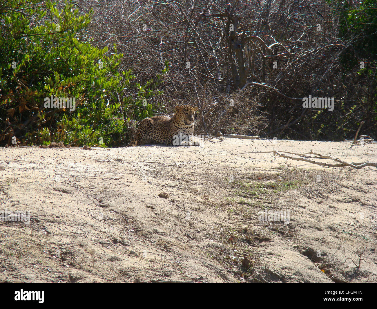 Yala national park leopard hi-res stock photography and images - Alamy