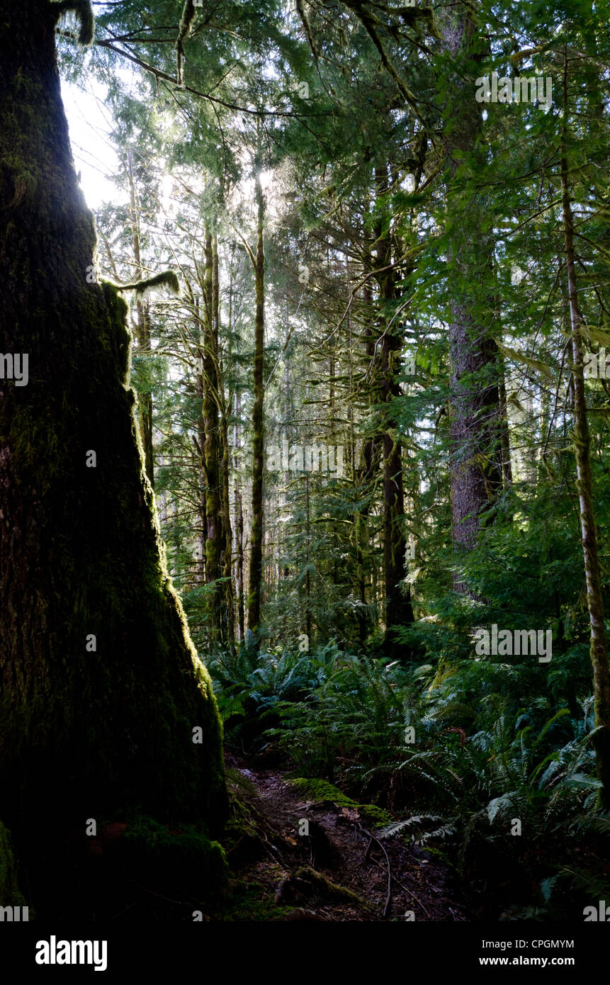 Vancouver island bc forest hi-res stock photography and images - Alamy