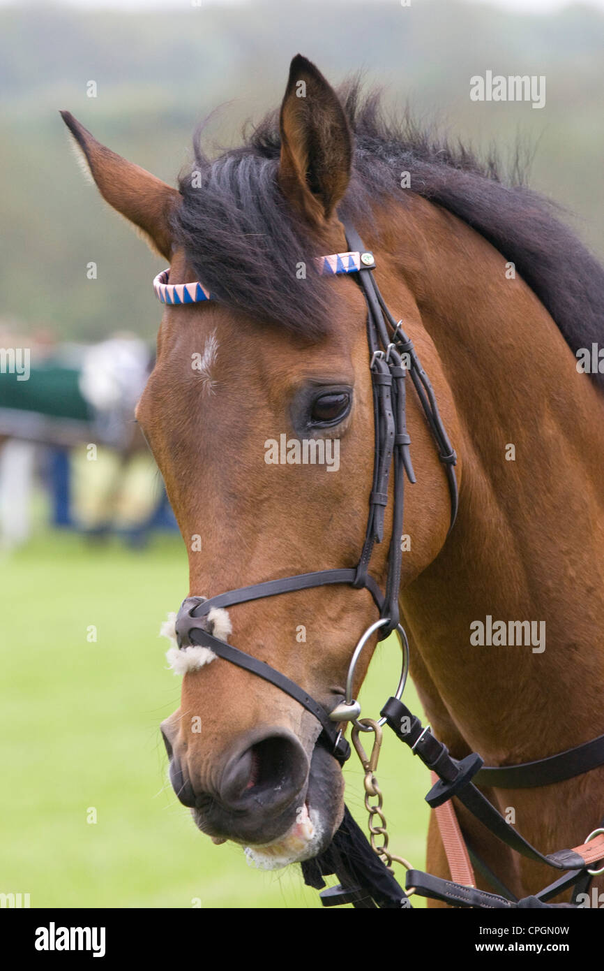 Horse jumping competition crowd hi-res stock photography and images - Alamy