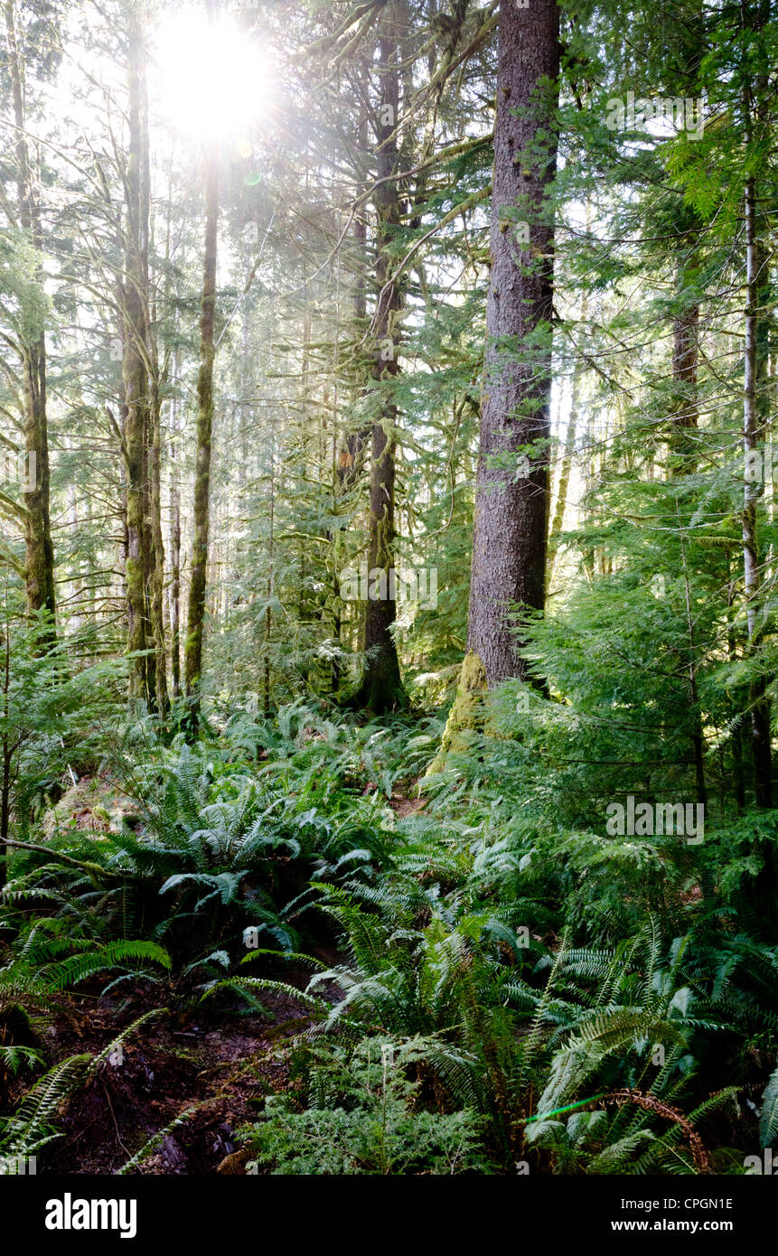 Moss trees in bc forest hi-res stock photography and images - Alamy