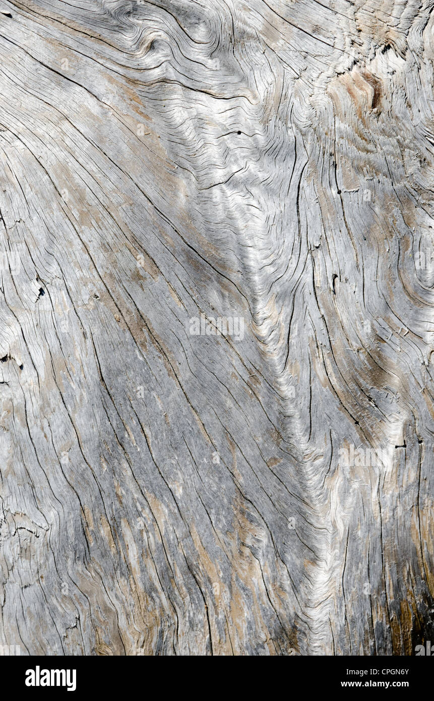 Weathered log trunk bark Stock Photo - Alamy