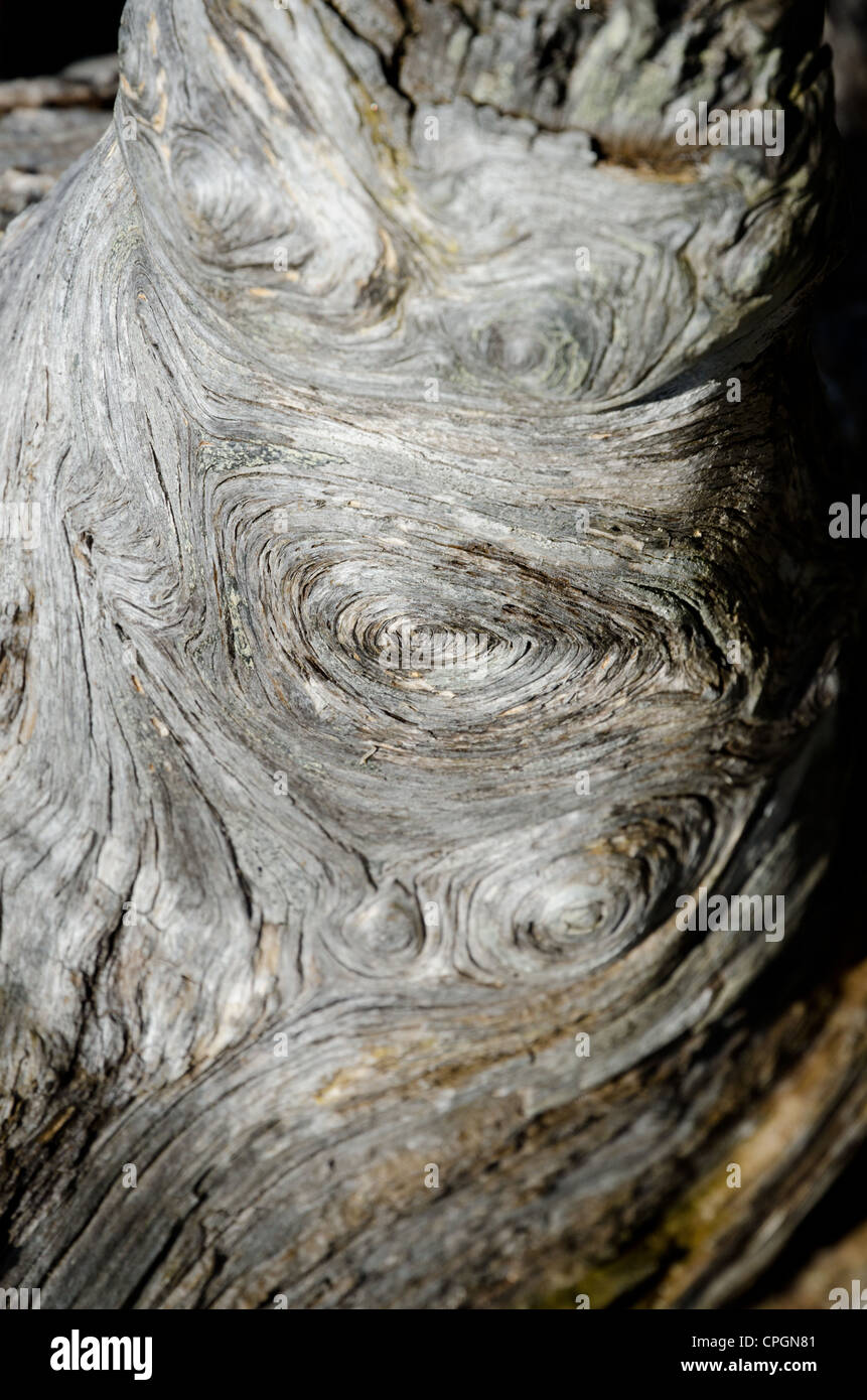 Tree trunk grain eddies pattern Stock Photo - Alamy