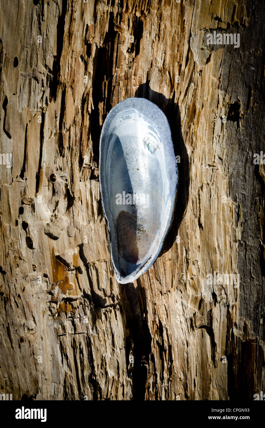 Discarded shell on weathered log Stock Photo - Alamy