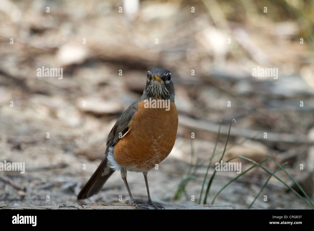 American Robin turdus migratorius on the ground California Stock Photo ...