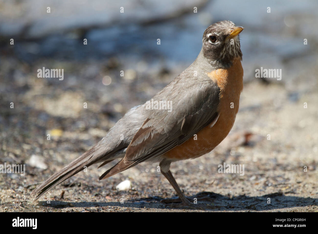 American Robin on the ground California Stock Photo - Alamy