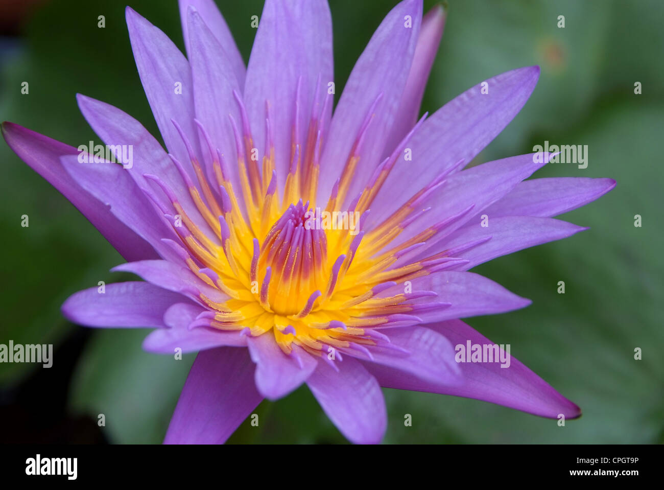 Purple lotus flower macro closeup hi-res stock photography and images ...