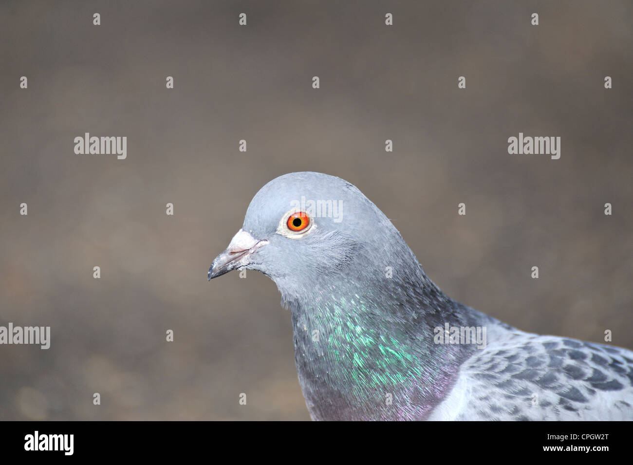 Pigeon, London, UK Stock Photo - Alamy