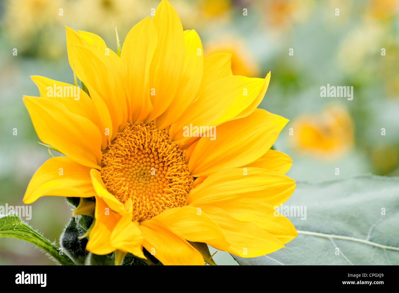 The blooming sunflower under the sunshine Stock Photo - Alamy