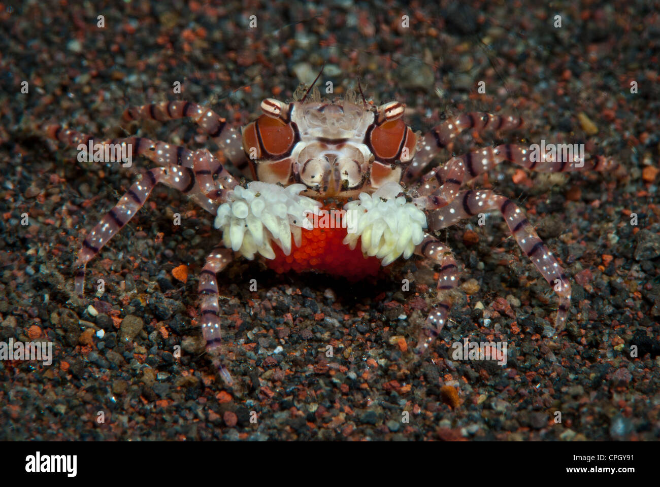 Boxer crab hi-res stock photography and images - Alamy