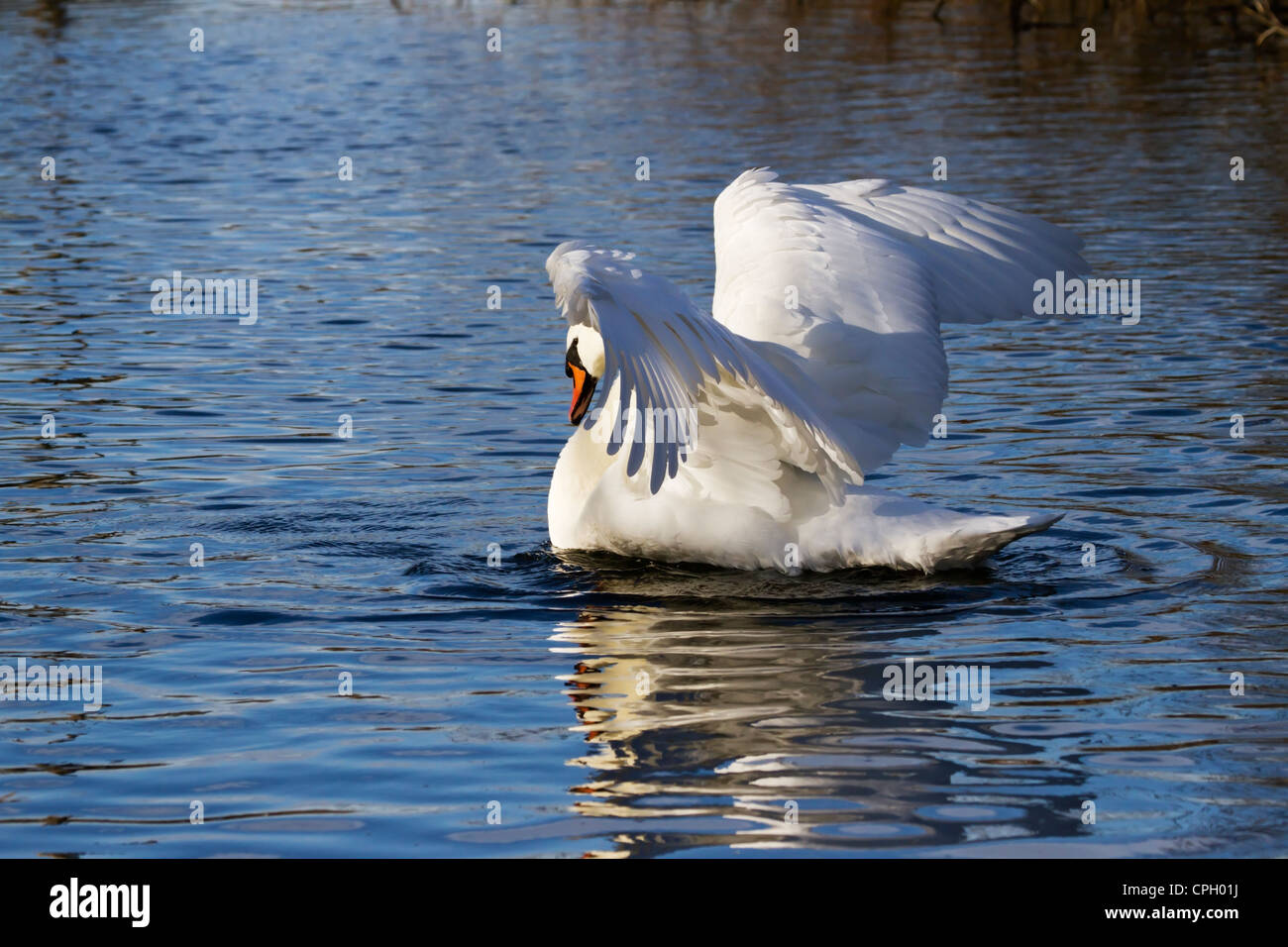 A beautiful Mute Swan stretching his wings Stock Photo - Alamy