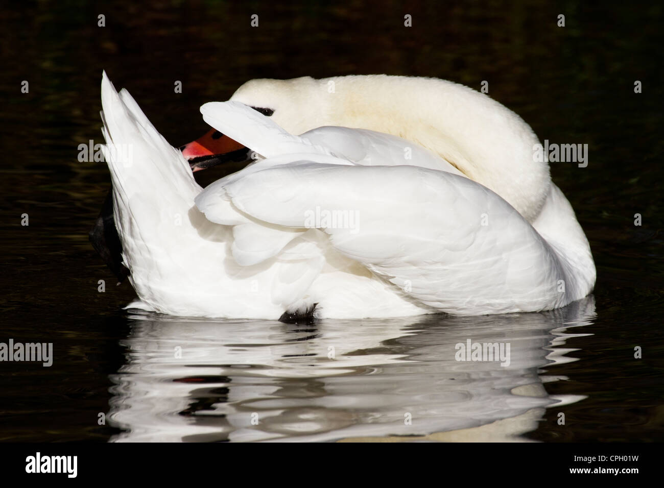 Mute swan bathing and preening hi-res stock photography and images - Alamy