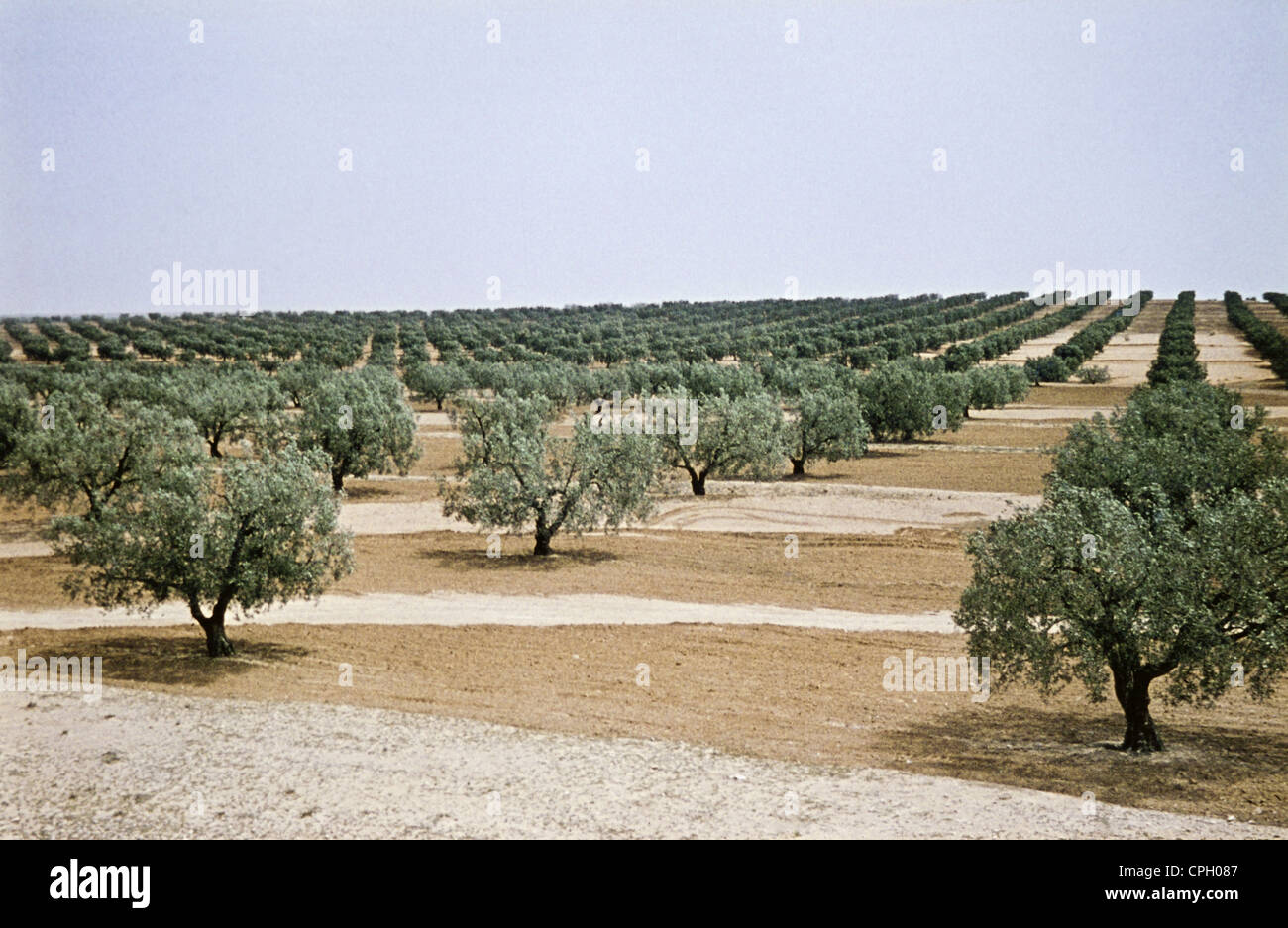 geography / travel, Tunisia, agriculture, olive plantation, 1960s ...