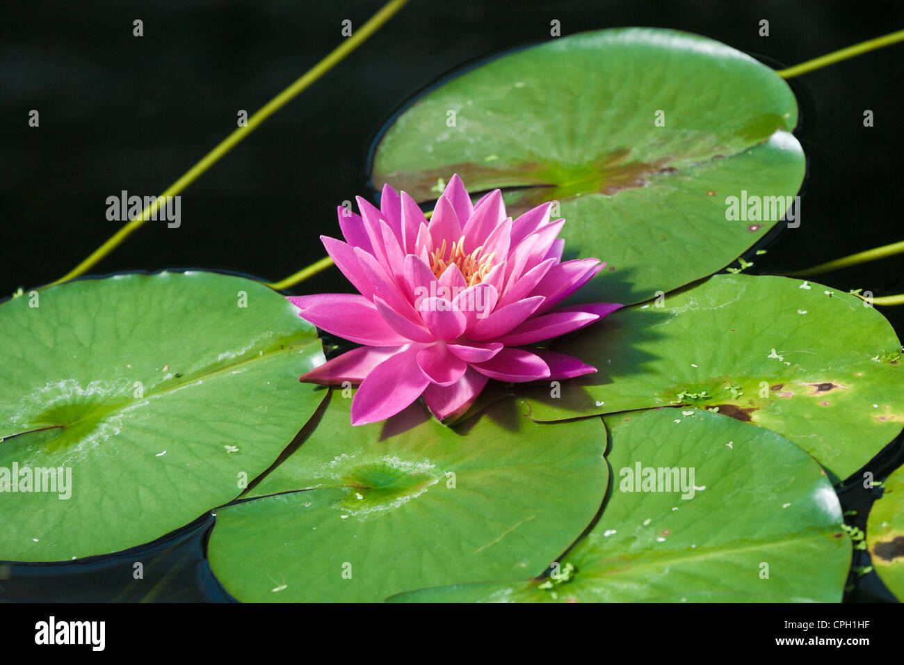 Water Lily Pads Stock Photo - Alamy