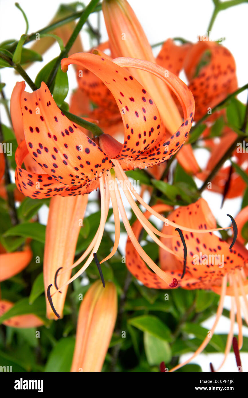Tiger Lily, Lat. Lilium lancifoliu Stock Photo - Alamy