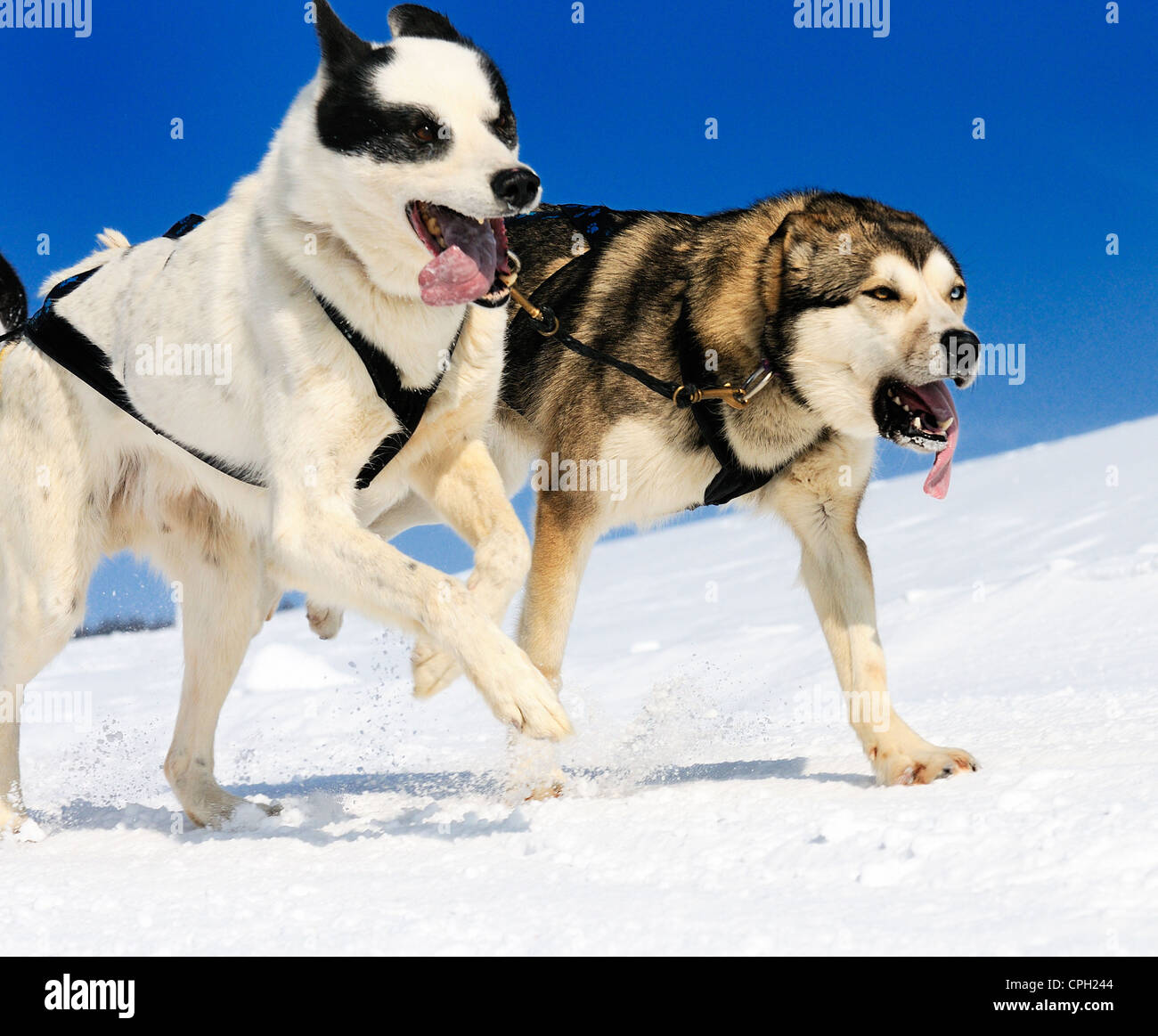 Alaska dog team hi-res stock photography and images - Alamy