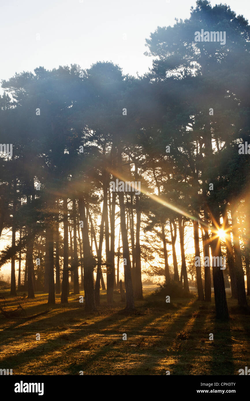 UK, United Kingdom, Europe, Great Britain, Britain, England, Hampshire ...