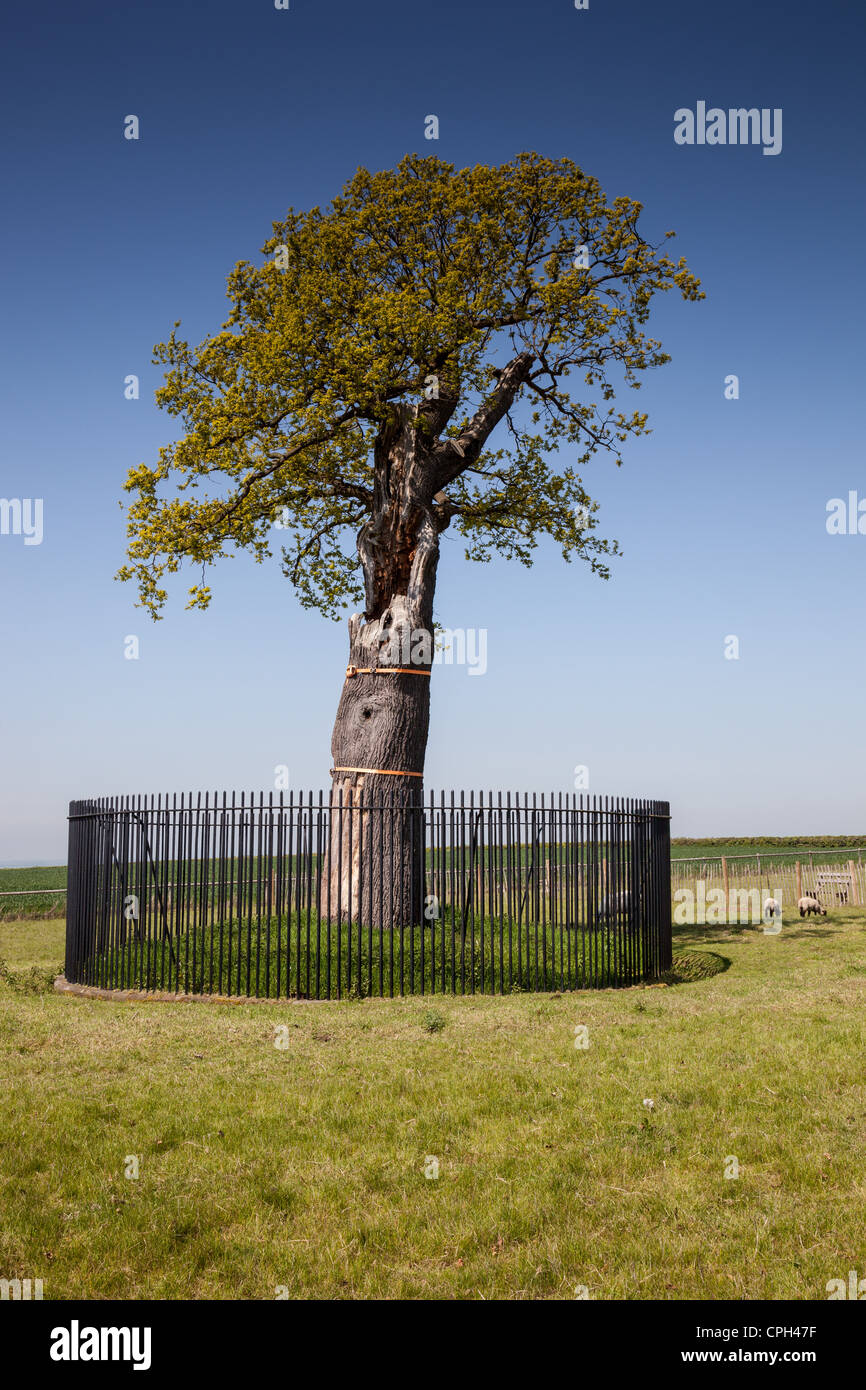The Royal Oak at Boscobel (a descendant of the oak that Charles II hid ...