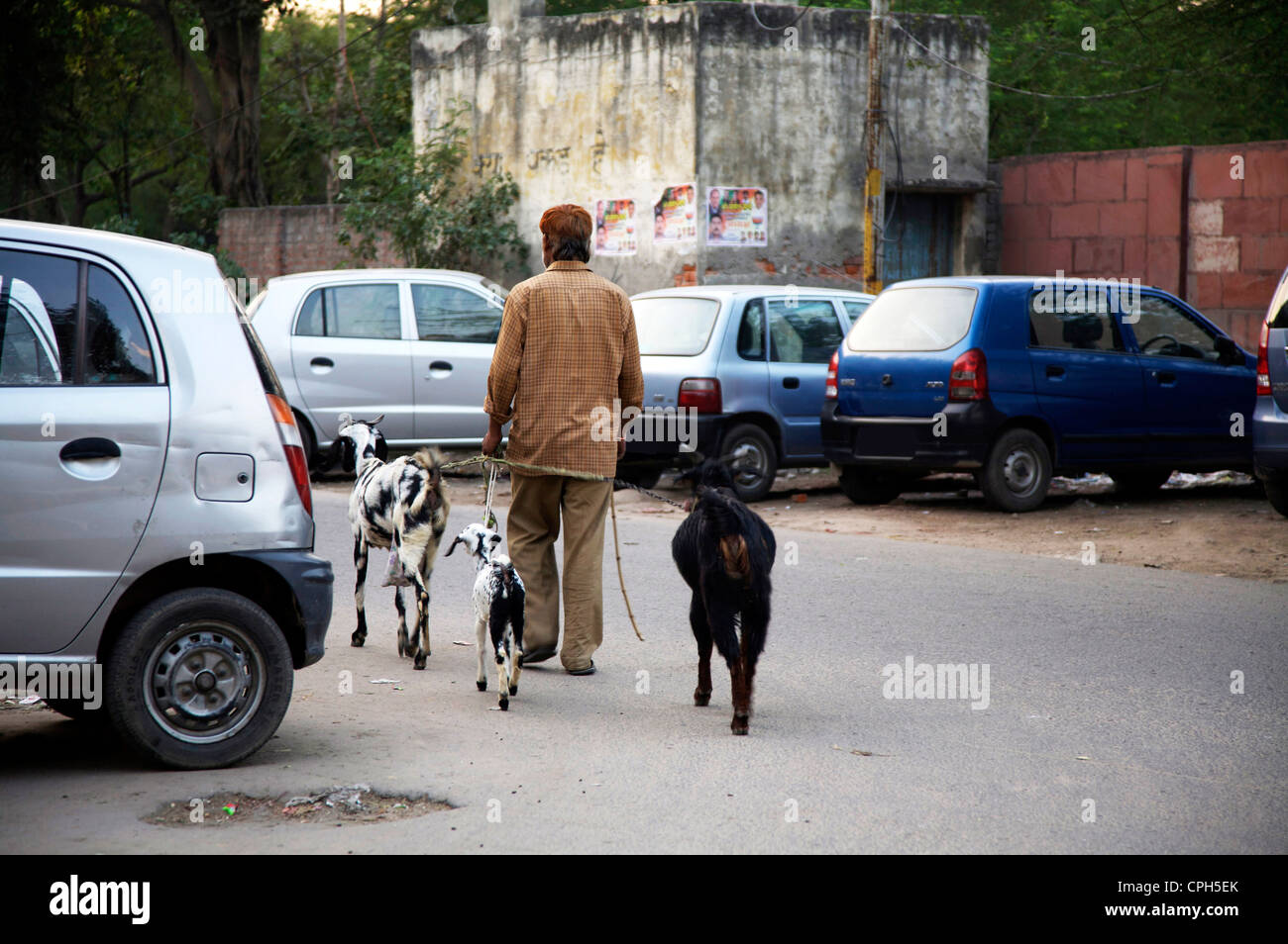 Man walking goats Stock Photo - Alamy