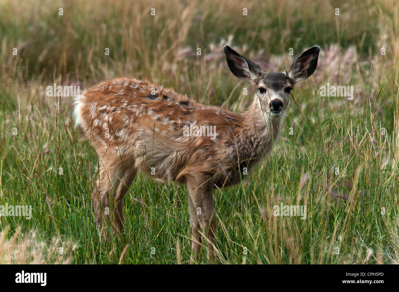 Mule deer with fawn hi-res stock photography and images - Alamy